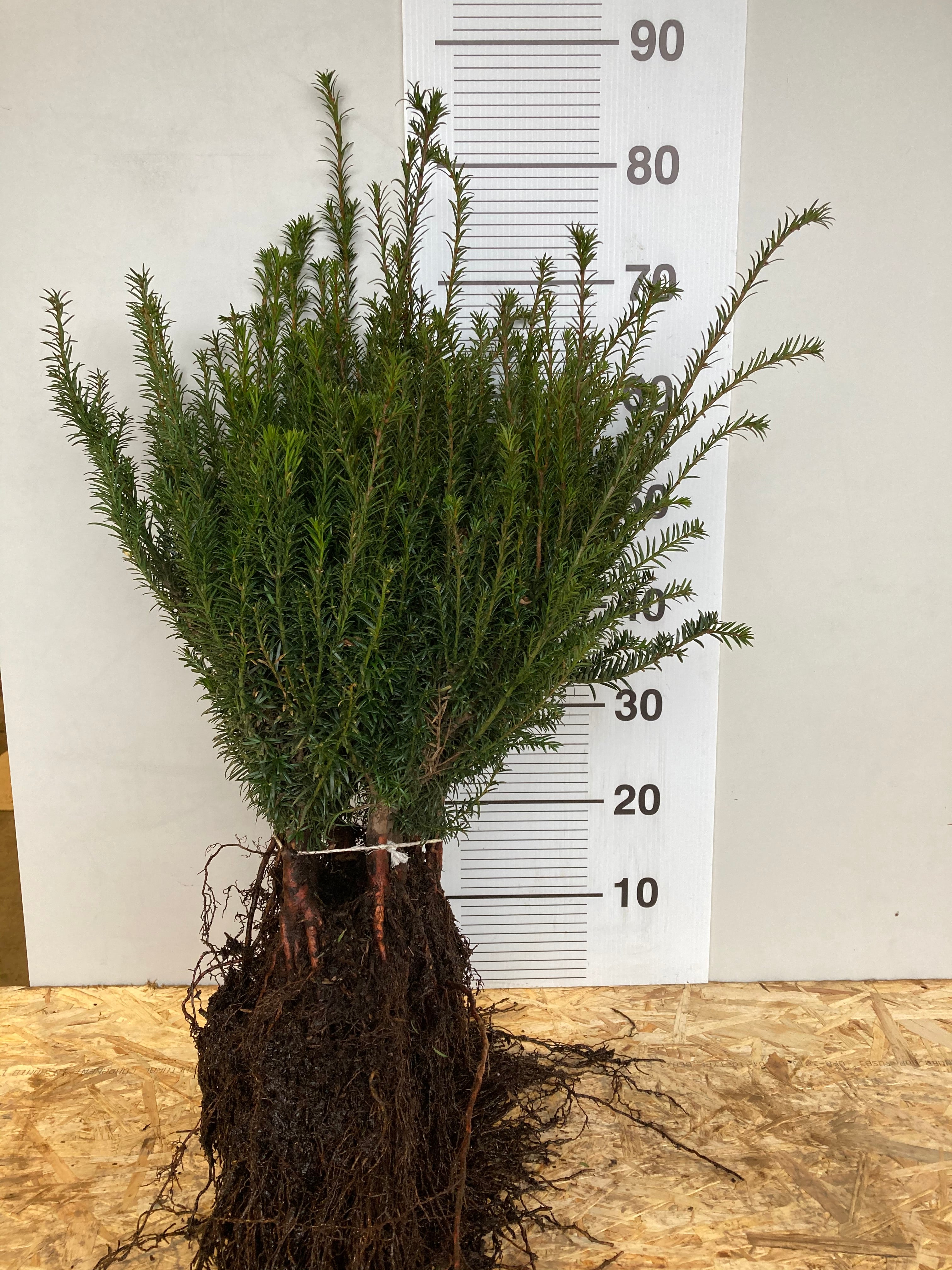 English yew hedging bare root(Taxus baccata) 60 cm 2 foot large plants