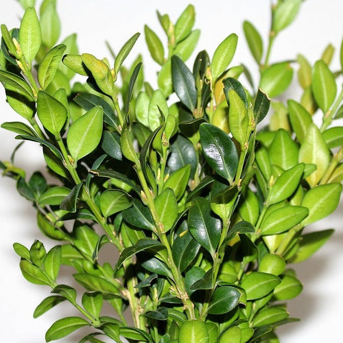Common Boxwood (Buxus Semprevirens) 30cm Bare Root
