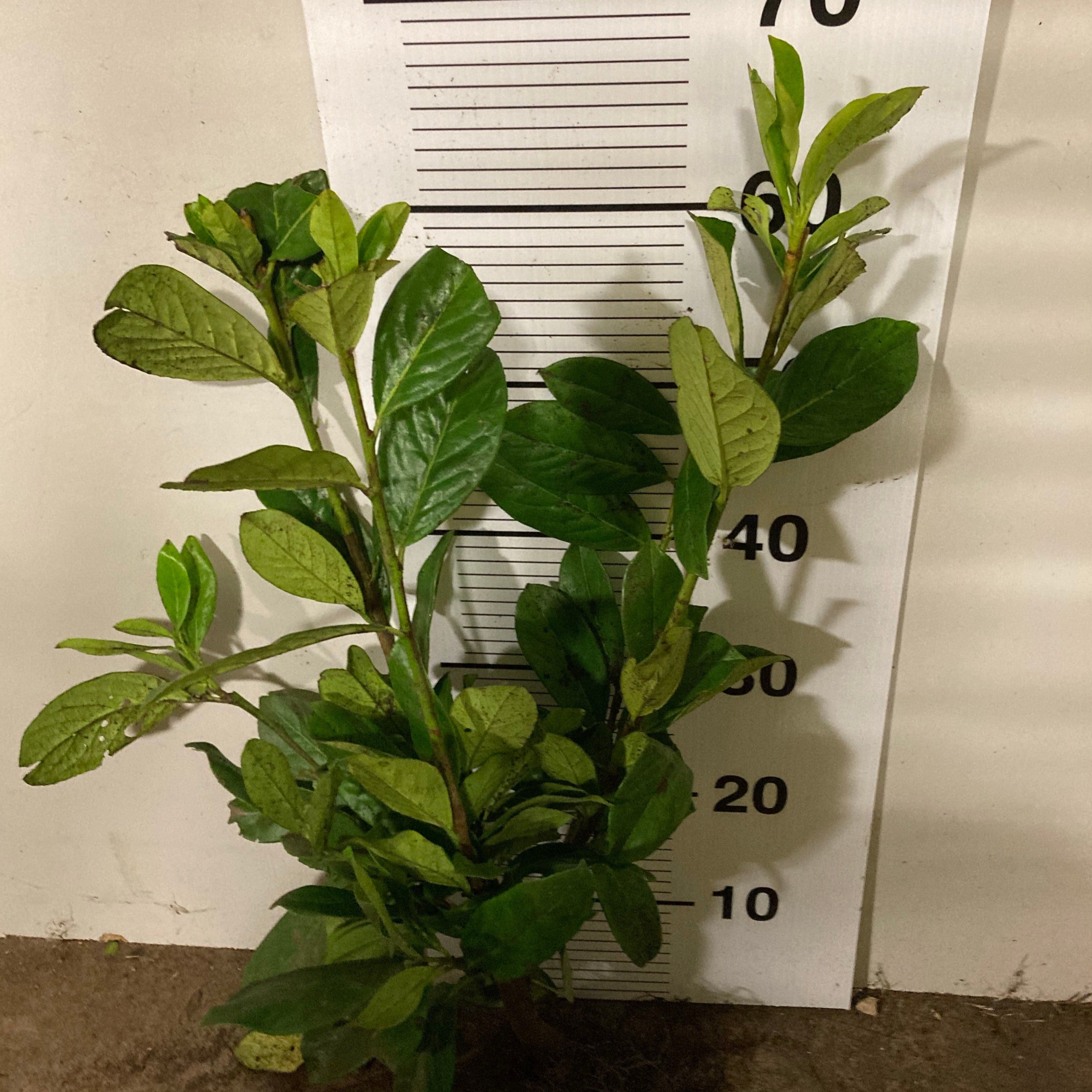 Bare Root Cherry Laurel Multi Stem (Prunus laurocerasus) Novita 40-60
